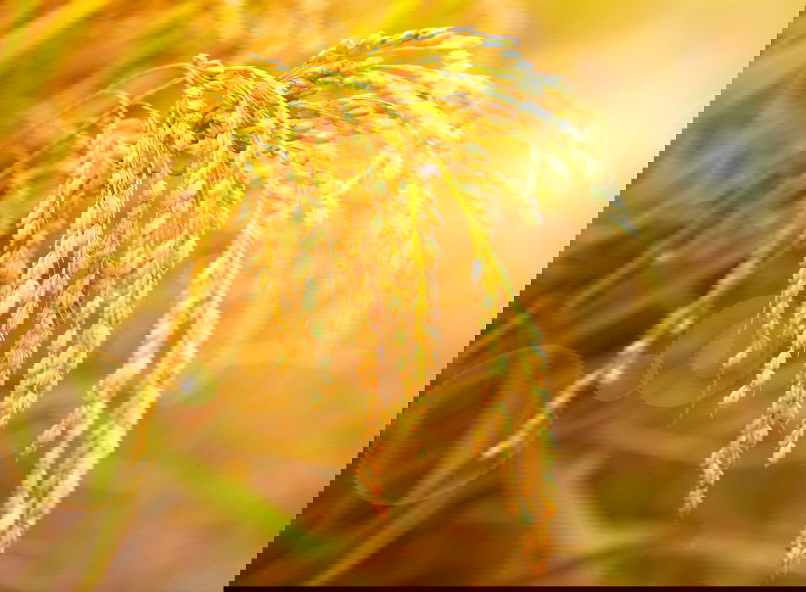 Reisanbau – wie wächst Reis? | REISHUNGER