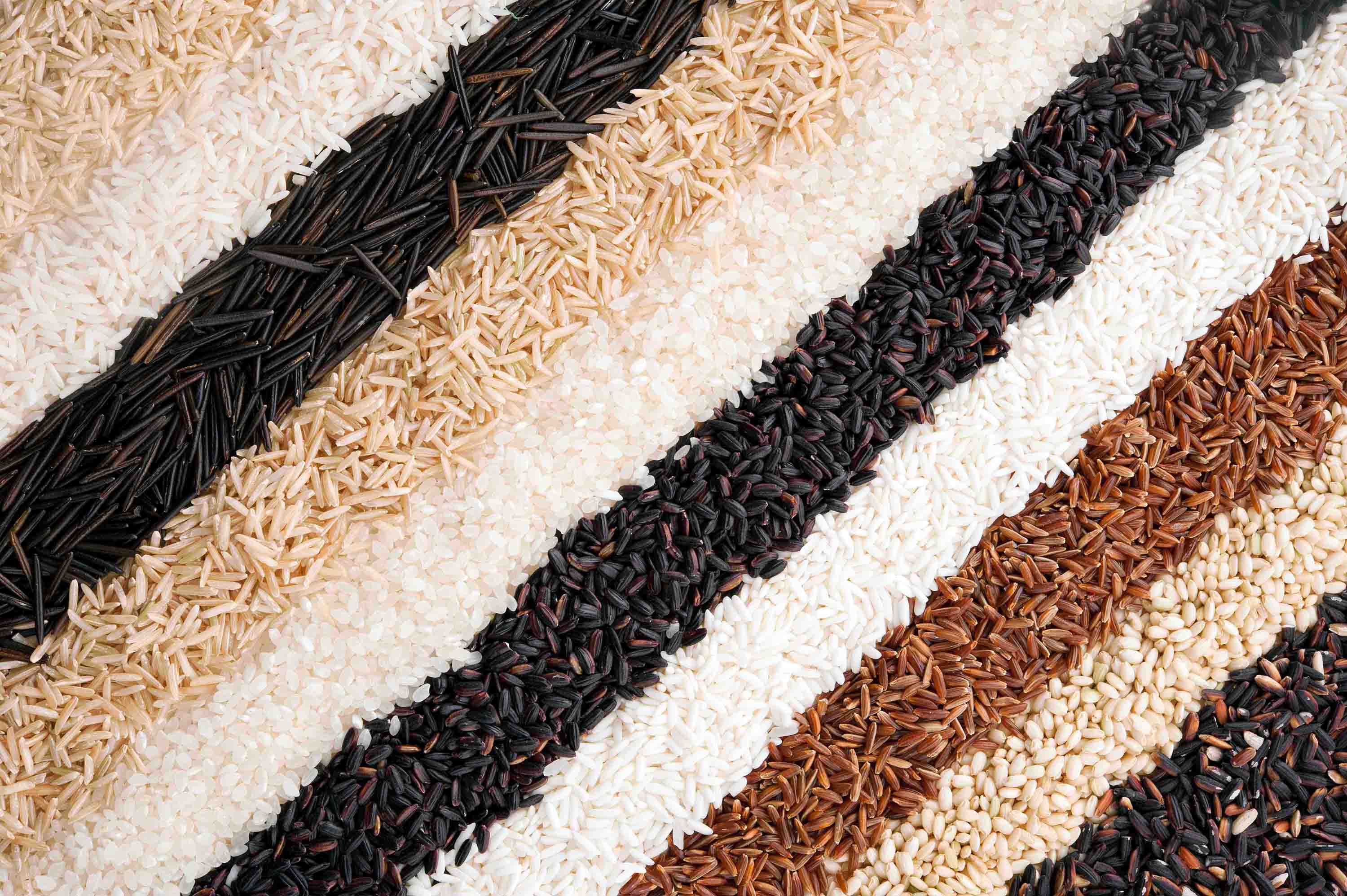 Reissorten im Überblick | Wissen | REISHUNGER