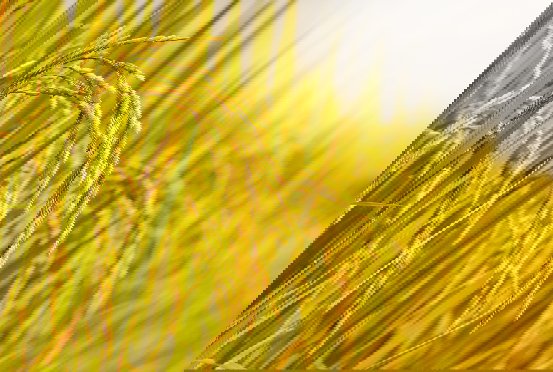 Was ist goldener Reis? | REISHUNGER