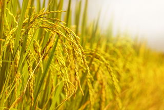 Was ist goldener Reis? | REISHUNGER