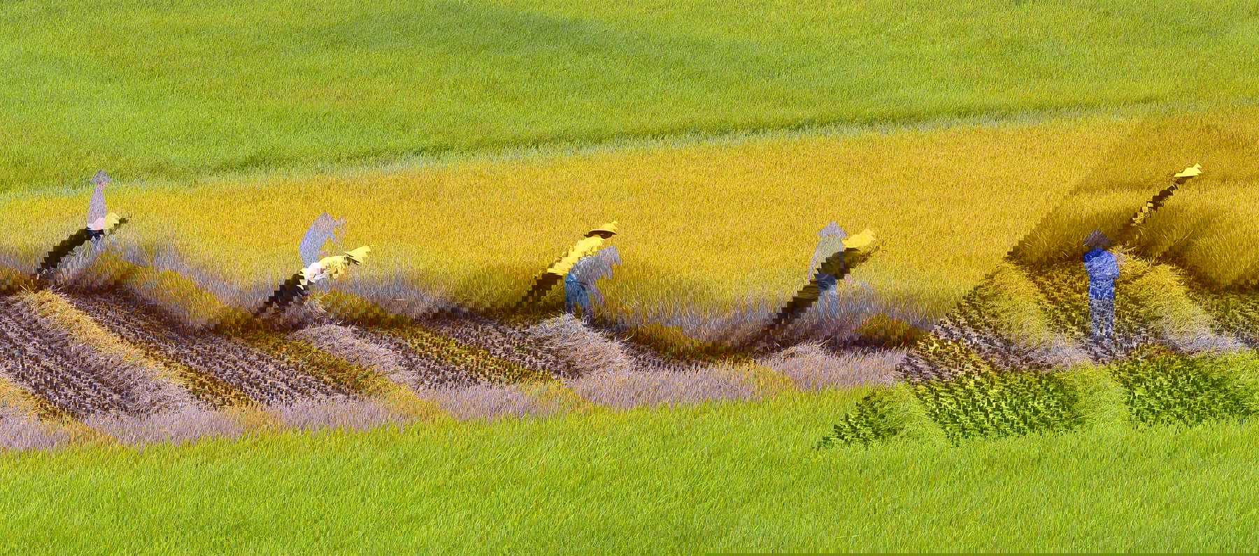 Reisernte | REISHUNGER