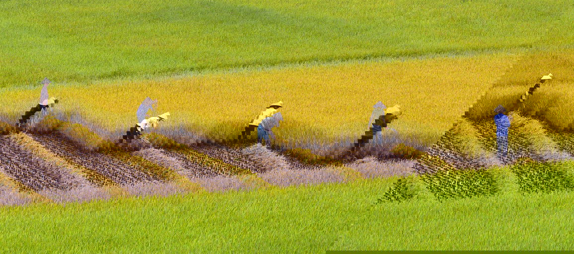 Reisernte | REISHUNGER