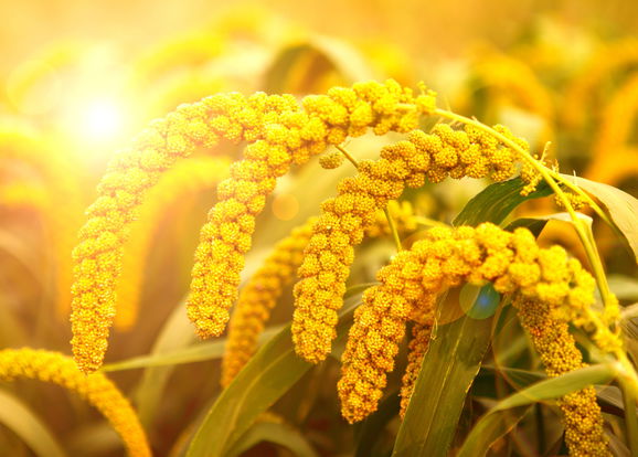 Hirse - glutenfreies Getreide | REISHUNGER