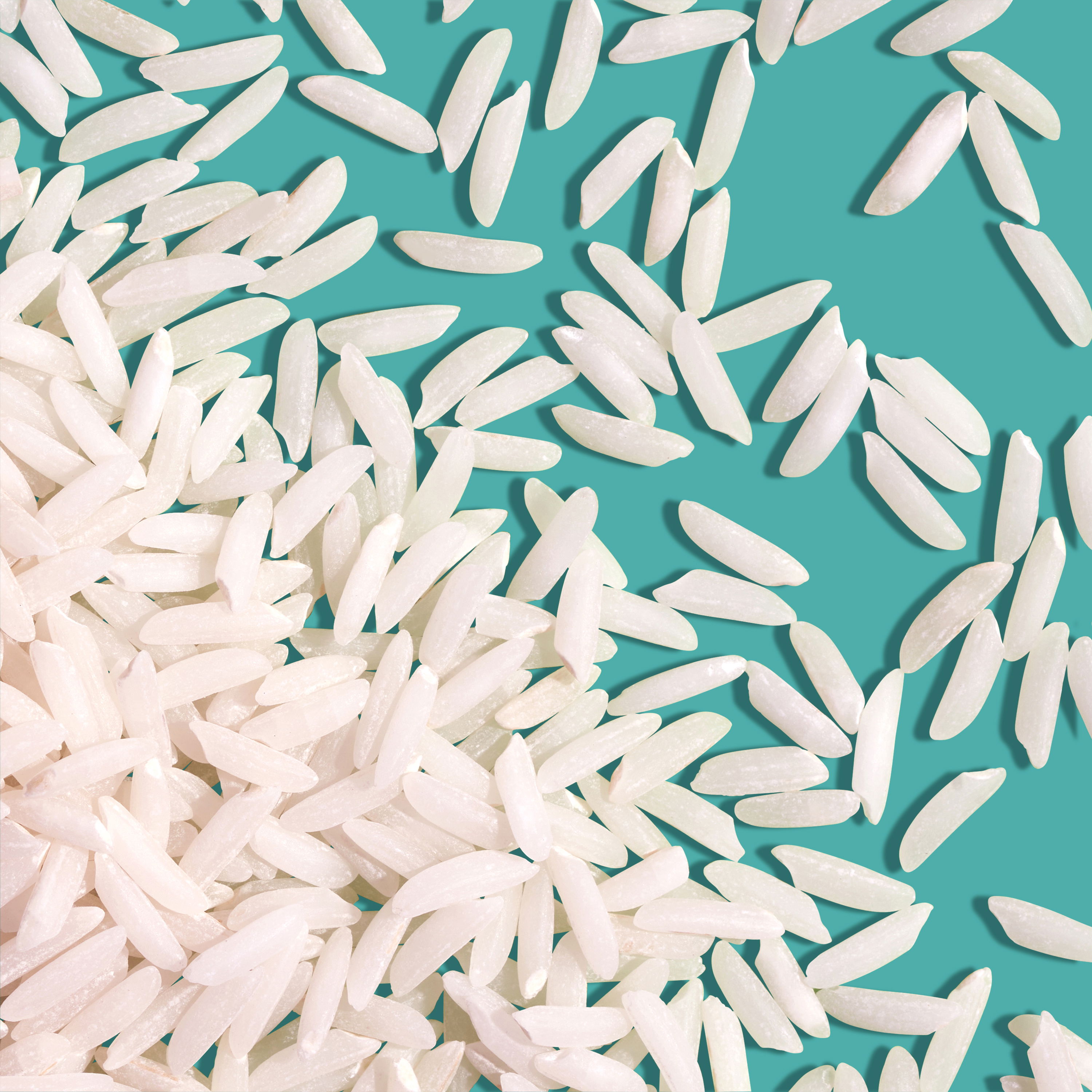 Die Reispflanze | Anbau und Aussehen| REISHUNGER